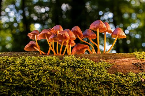 Mushroom Mushrooms Agaric Small Free Photo On Pixabay