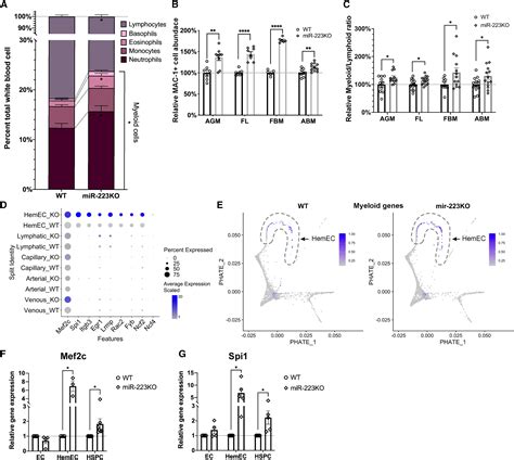 microrna 223 limits murine hemogenic endothelial cell specification and