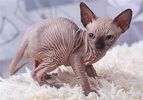 Породы кошек которые не линяют названия фото и цены нелиняющих пород