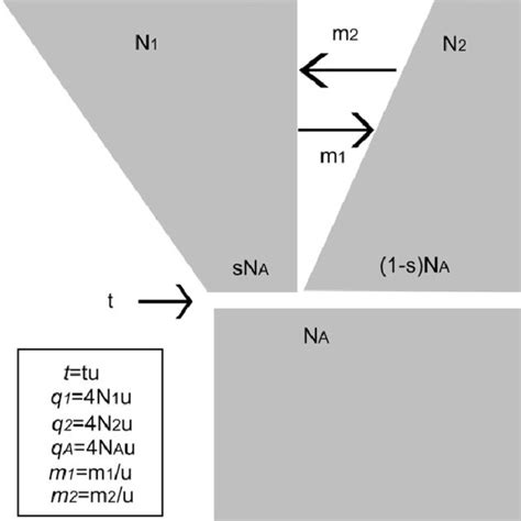 Schematic Representation Of An Isolation With Migration Model With 7 Download Scientific