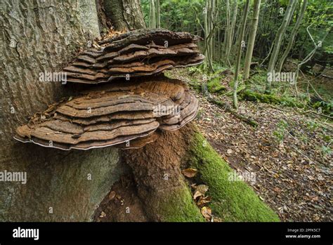 Fruiting Bodies Of The Artists Mushroom Ganoderma Applanatum Growing On The Trunk Of The