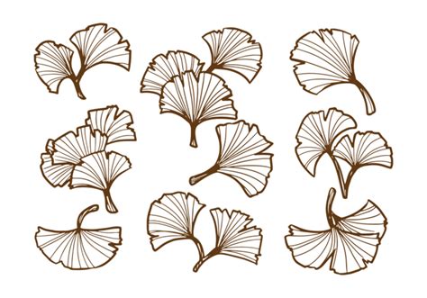 Hand Drawn Ginkgo Leaf 160973 Vector Art At Vecteezy