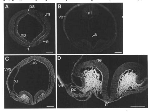Neural Crest Cell Delamination Semantic Scholar