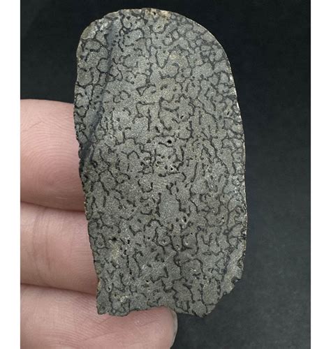 Fossils For Sale Fossils British Cretaceous Dinosaur Bone