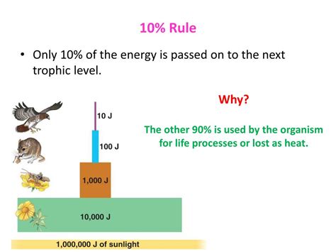 Ppt What Is The Main Source Of Energy In All Ecosystems Powerpoint Presentation Id