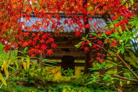 【湖東エリア】湖東三山「百済寺」～日本紅葉の名所100選～ ホテルサンルート彦根 公式サイト ベストレート（最低価格）宣言 ホテル 彦根