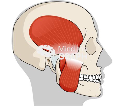 Human Cranium Muscles 1 Side Shape
