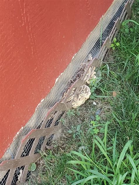 Mushroom In Ma Pushed The Lattice Work Off My Shed Lol Any Ideas For
