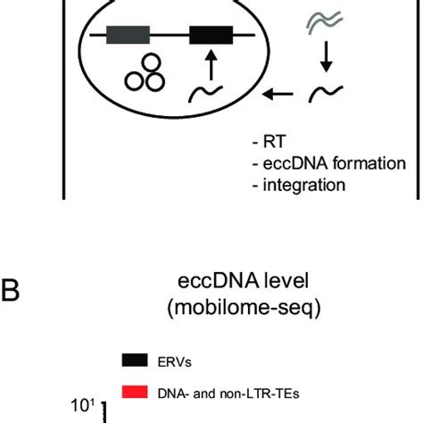 Somatic Piwi Depletion May Lead To Erv Virus Like Particle Vlp Download Scientific Diagram