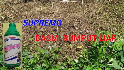 Supremo Racun Rumput Paling Ampuh Youtube