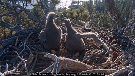 Sunny And Gizmo Big Bear S Eagle Chicks Get Names And Show Off