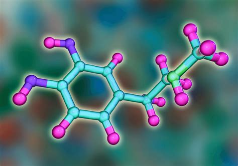 Neurotransmitter Dominances Definition Traits Genetics And Support