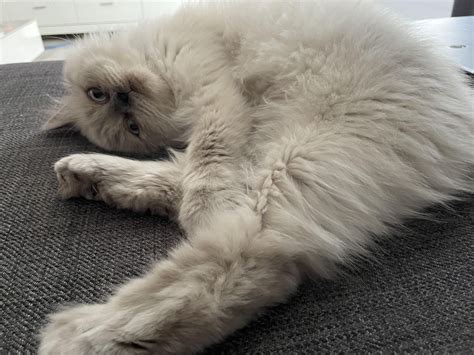 Some Pictures Of My Little Floof Rfloof