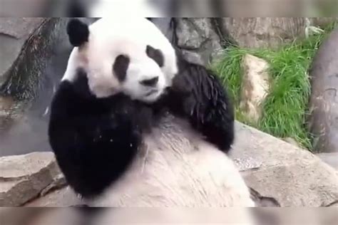 动物园的大熊猫超级爱干净，站着洗澡像极了人类