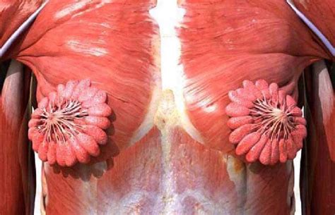 This Is What A Woman S Milk Duct Really Looks Like