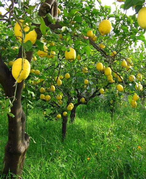 From Seedling To Fruit Essential Tips For Growing A Lemon Tree Garden