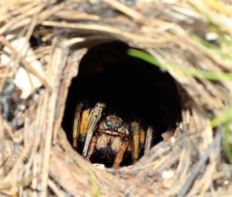 Premium Photo Earthen Wolf Spider In Its Hole Deep Underground Close