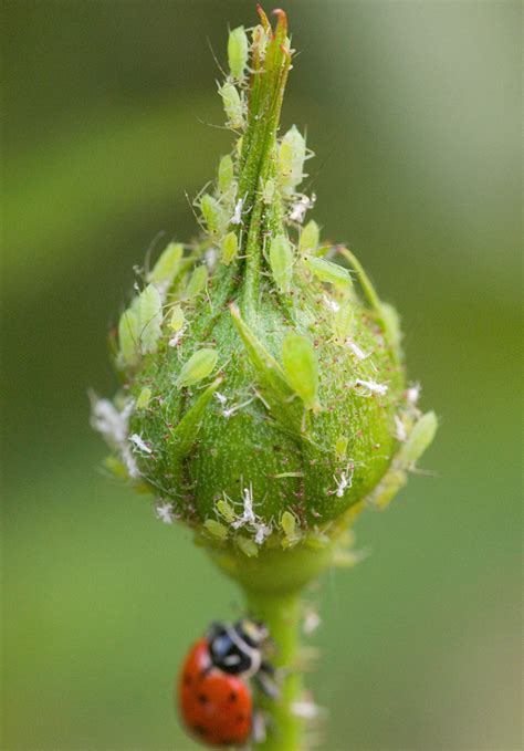 8 Common Garden Pests To Watch For And How To Get Rid Of Them Paynes Nurseries
