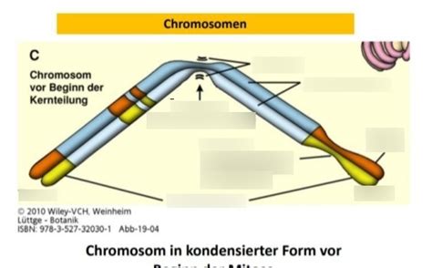 Schaubild „schema Eines Kondensierten Chromosoms Quizlet
