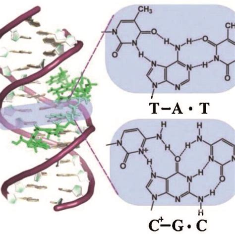 Schematic Drawing Of A Triplex Forming Oligonucleotide That