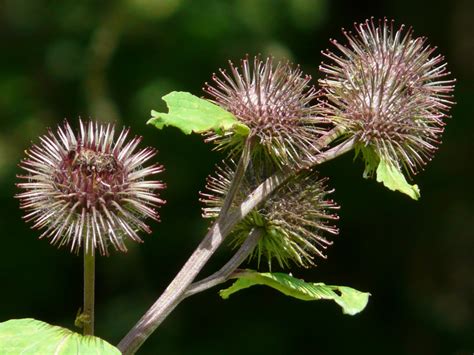 무료 이미지 자연 가시가있는 꽃잎 식물학 등반 플로라 야생화 엉겅퀴 훈장 스틱 매크로 사진 꽃 피는 식물 데이지 가족 책임 식물 줄기 육상 식물