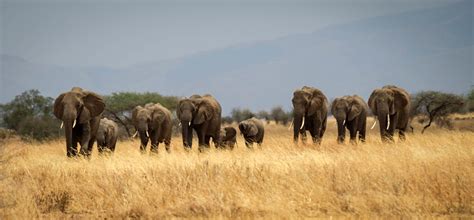 Serengeti National Park Espied Safaris