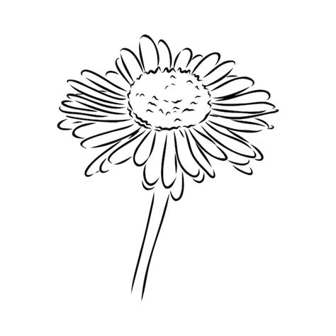 Daisy Fleur Dessin Au Trait Vecteur Dessiné à La Main Illustration