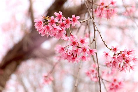 야생 히말라야 벚꽃 야외 자연에 아름다운 분홍색 벚꽃이 만발한 꽃 가지 태국의 핑크 사쿠라 꽃 꿈꾸는 낭만적 인 이미지 봄 풍경