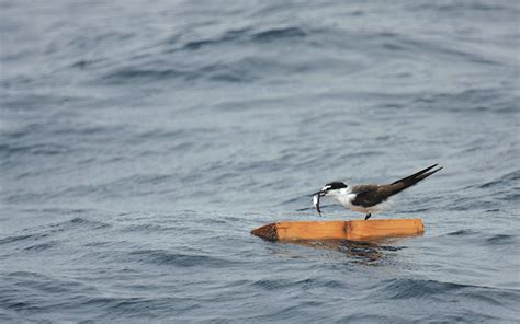 Bridled Tern