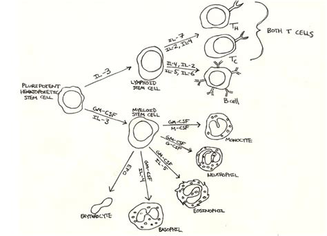 Duda S Epic Quest To Epicness Hematopoiesis