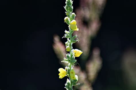 Plantar Flor Foto Gratuita No Pixabay Pixabay