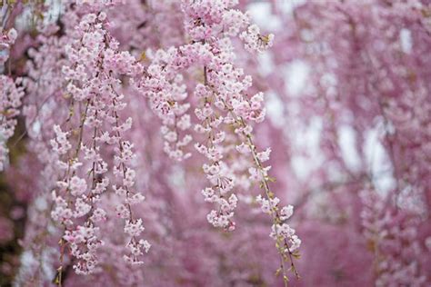 しだれ桜 花 無料画像1 無料写真素材 花ざかりの森