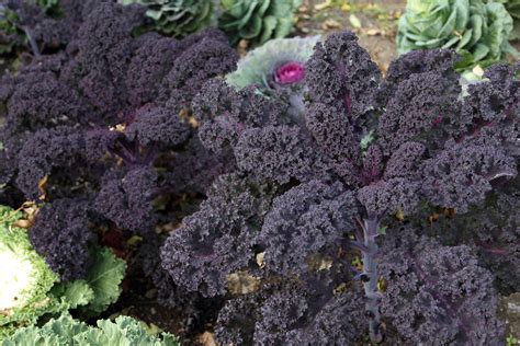 Капуста листовая Кале Kale Lacinato Rainbow - купить семена в интернет ...