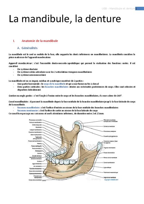 Mandibule Et Denture Professeur Morandi La Mandibule La Denture I