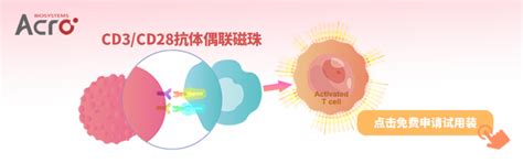 CD3 CD28抗体偶联磁珠可免费申请试用装