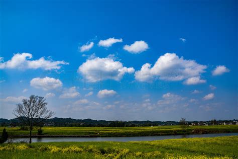 油菜花高清图片 乡野自然风光蓝天白云天空油菜花 风景名胜免费下载 jpg格式 6000像素 编号71110420 千图网