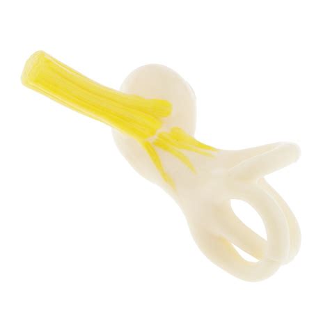 Lab Learning Resources 5x Enlarged Numbered Huma Vicedeal