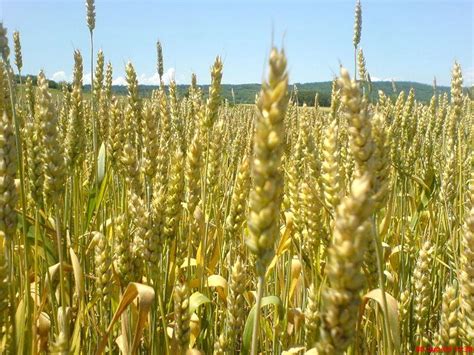 მარინა შანიძის შემოქმედება პურის ყანა მიწას შრომის ოფლი აწვიმს ღელავს მწვანედ პურის ყანა