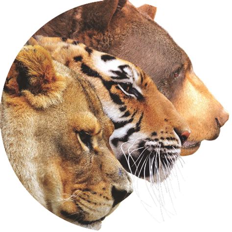 Create A Lions And Tigers And Bears Oh My Trivia Game With Crowdpurr