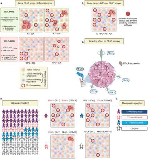Controversies Of Pd L1 Assessment A Graphical Representation Of Download Scientific Diagram