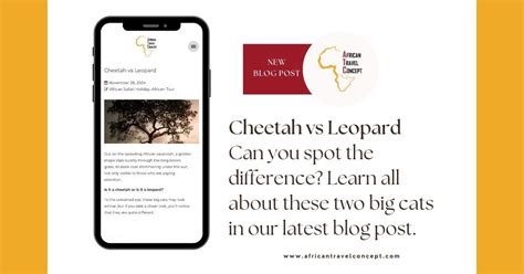 Gepard Vs Leopard Ihr Leitfaden Zum Erkennen Des Unterschieds