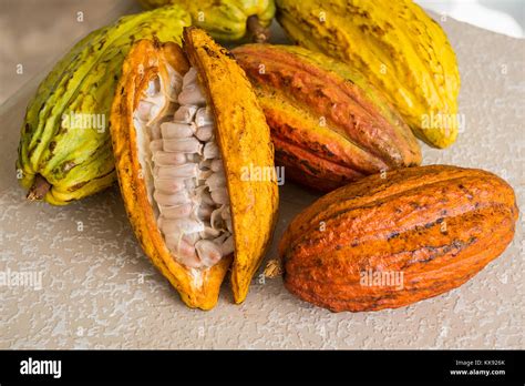 A Pile Of Cocoa Bean Pods With One Open Cocoa Pod Showing Fresh Beans
