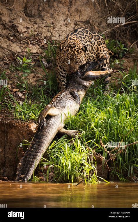 Jaguar Panthera Onca Hauling Yacare Caiman Caiman Yacare Out Of