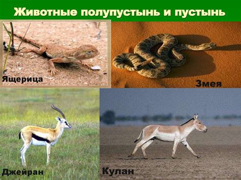 Растительный и животный мир России презентация онлайн