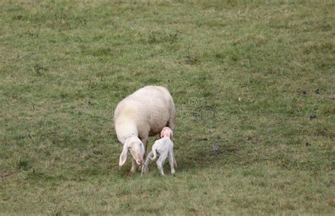 Newborn Lamb Barely Stands While Being Nursed By Its Mother Sheep In A