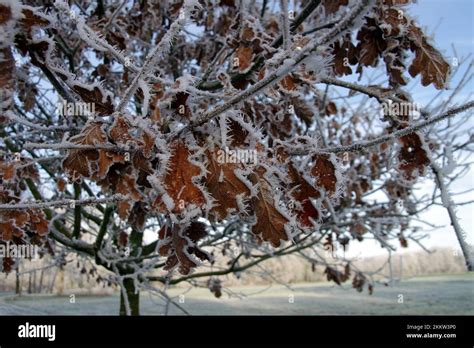 Landscape Oak Trees Quercus Tree Winter Autumn Leaves Of The Oak Are Covered With Frost