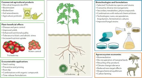 Eduardo Tranque Montes Phd On Linkedin Trichoderma Ciale
