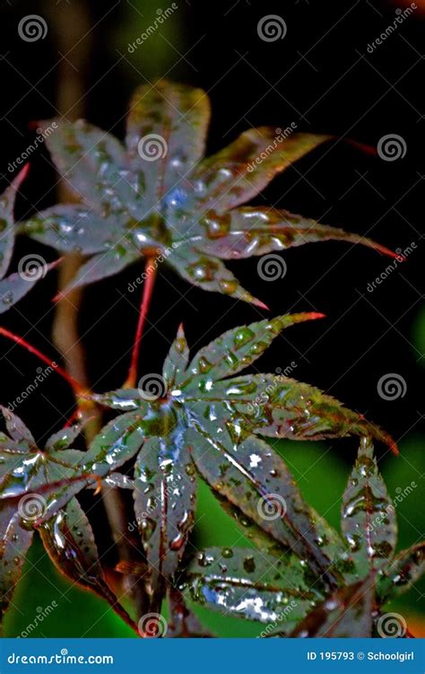 Red Acer Stock Image Image Of Japanese Tree Water Japan 195793