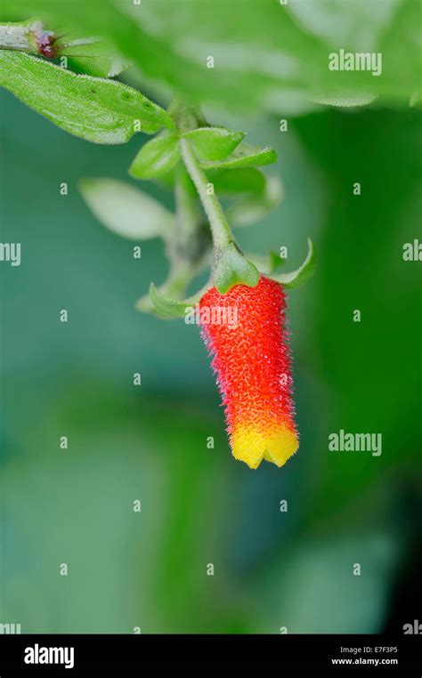 Candy Corn Vine Manettia Luteorubra Manettia Bicolor Flower Native