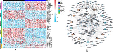 Frontiers Lncrna Ostn As1 May Represent A Novel Immune Related
